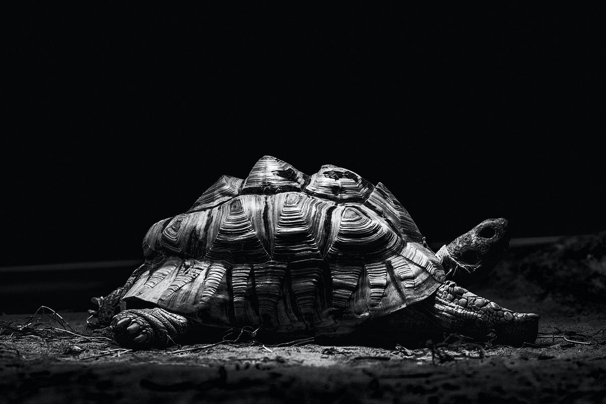 How I’m Slowly Transitioning Into a Turtle… Or the Porcupine’s Dilemma ...