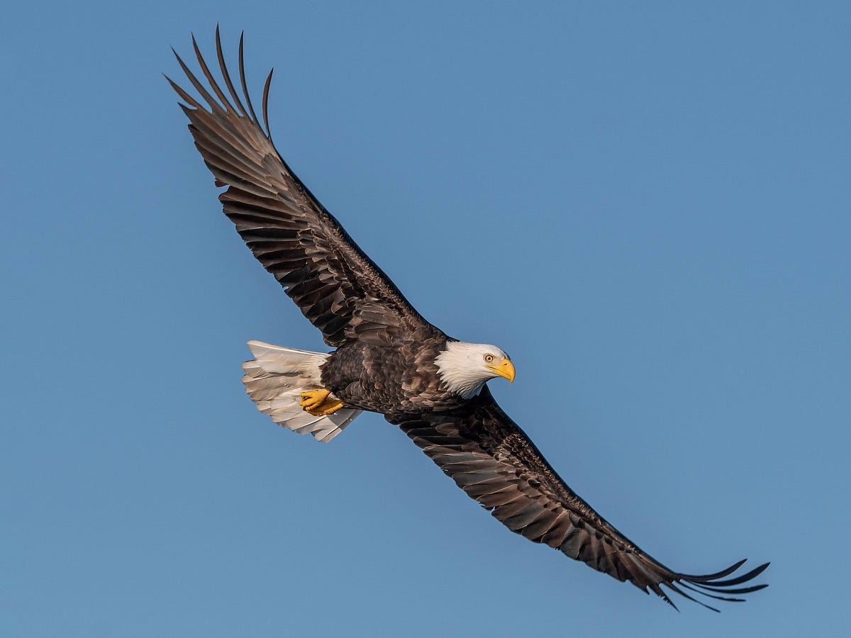 Soar Like An Eagle. “But those who hope in the LORD will… | by Peter ...