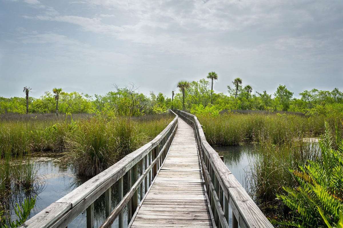 Briggs Boardwalk. A walk through the wild Florida of old | by Robert ...