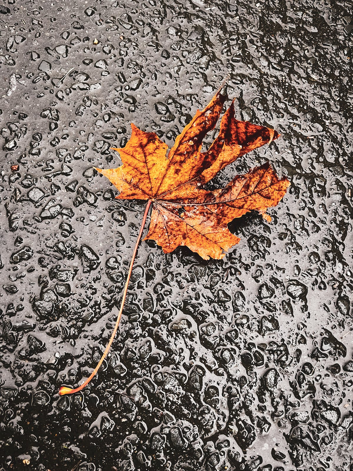 split-second glimpses. … | by Franco Amati | Scuzzbucket | Medium