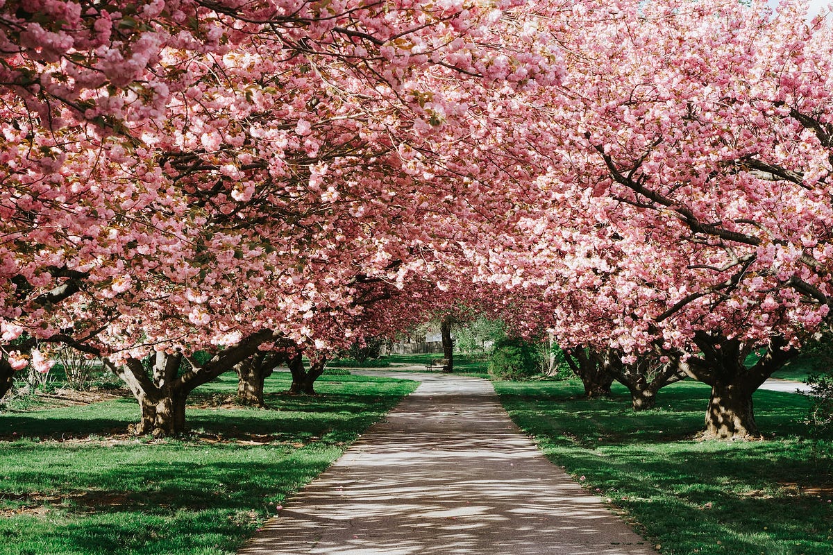We Will Return for the Falling Blossoms - The Lark - Medium