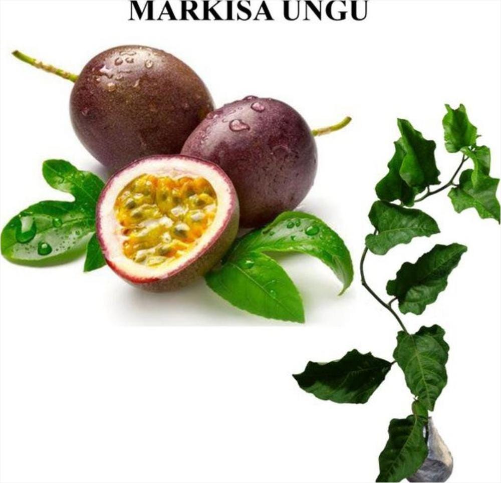 Bibit Markisa Ungu Batang | by Agro Tani Berkarya | Medium