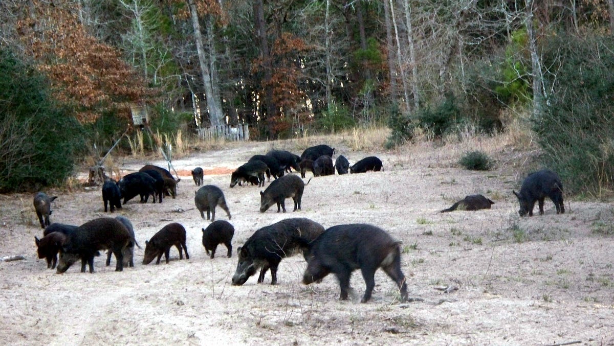 The Best Guns for Hog Hunting. Hog numbers are raging out of control ...