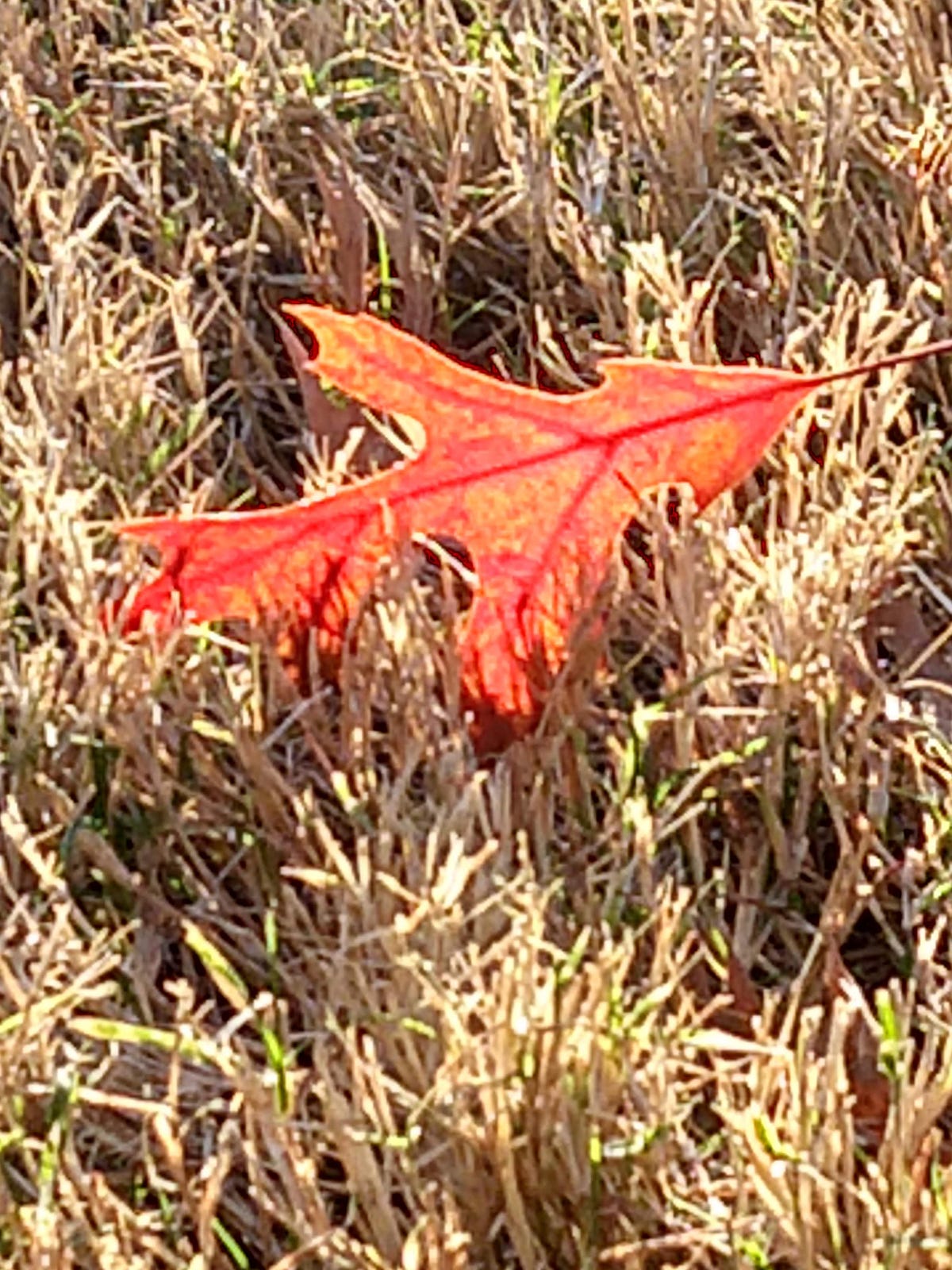 First Fugue. The first voice of Autumn | by Dane Stotts | Medium