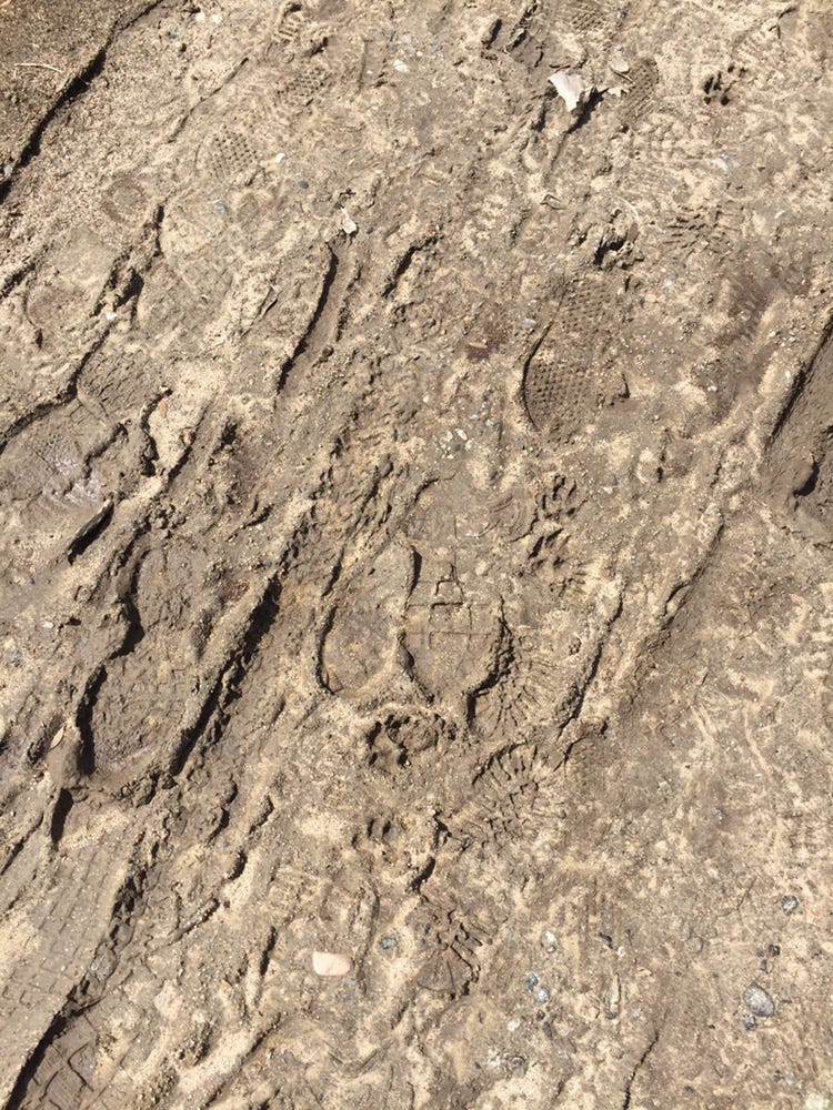 Mud & Sand. What is sand, becomes mud, | by Richard Palmquist, DVM ...