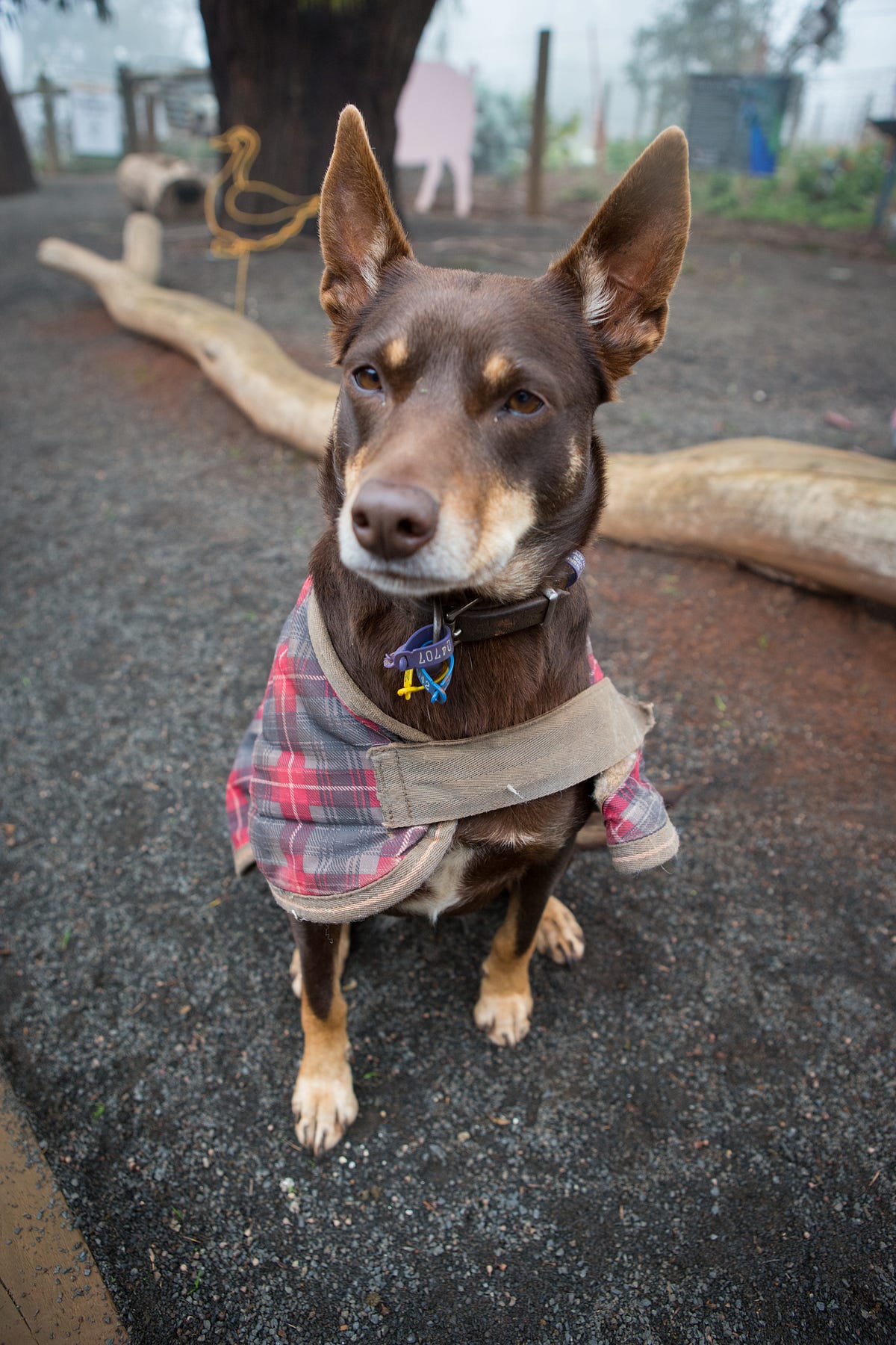 The Dog Who Leaned In. A celebration of Ruby and what it means… | by ...