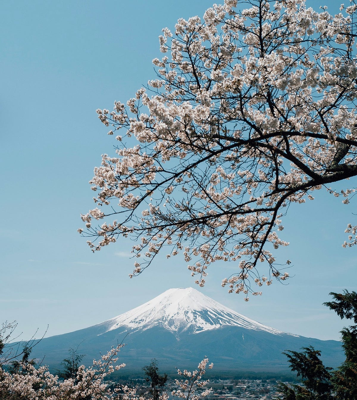 The wisdom of oubaitori– a Japanese concept I use to enjoy a good life ...