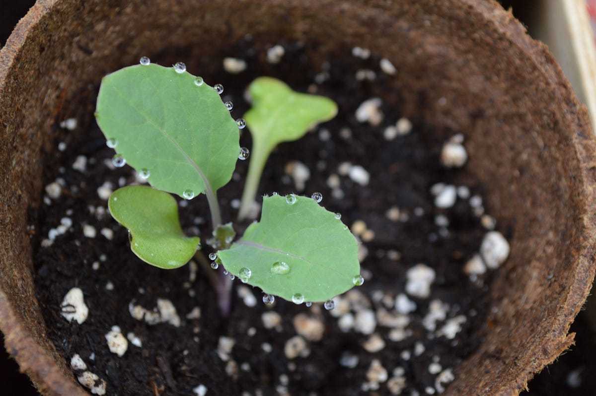 New to Activism? Grow Your Practices of Self-Care. | by Esther ...