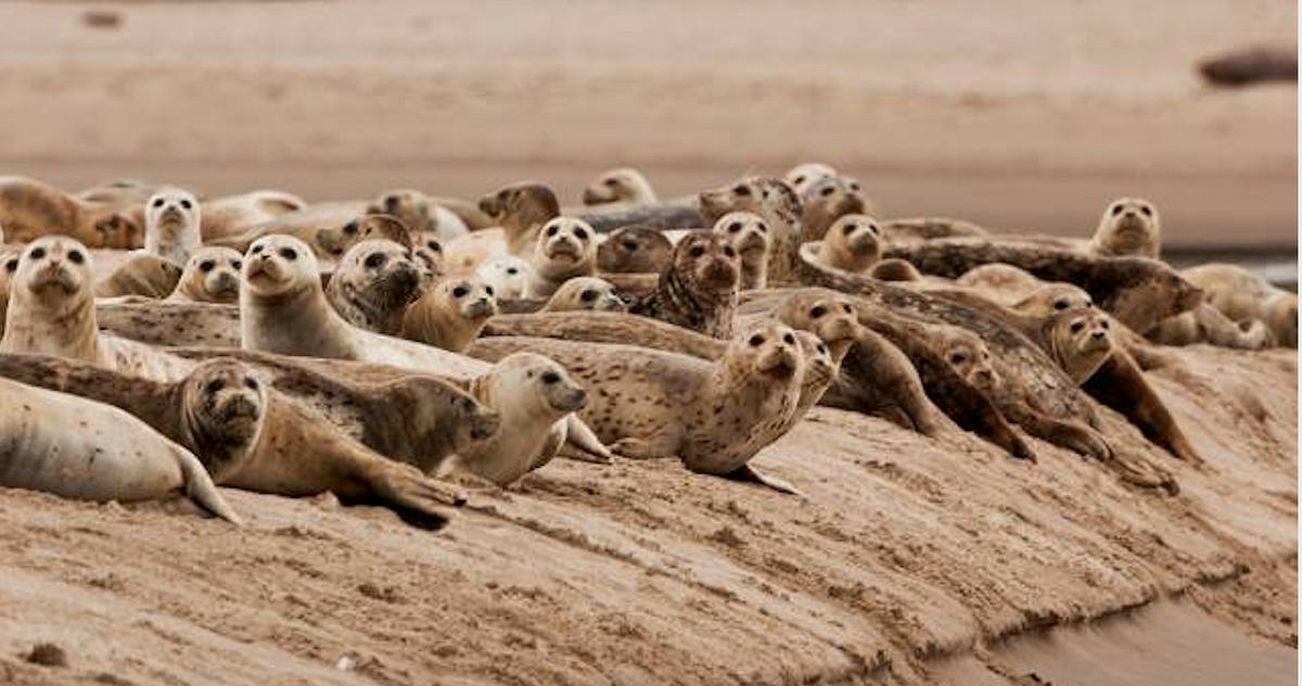 Attack of the (Harmless) Harbor Seals | by Kyla M. | Medium