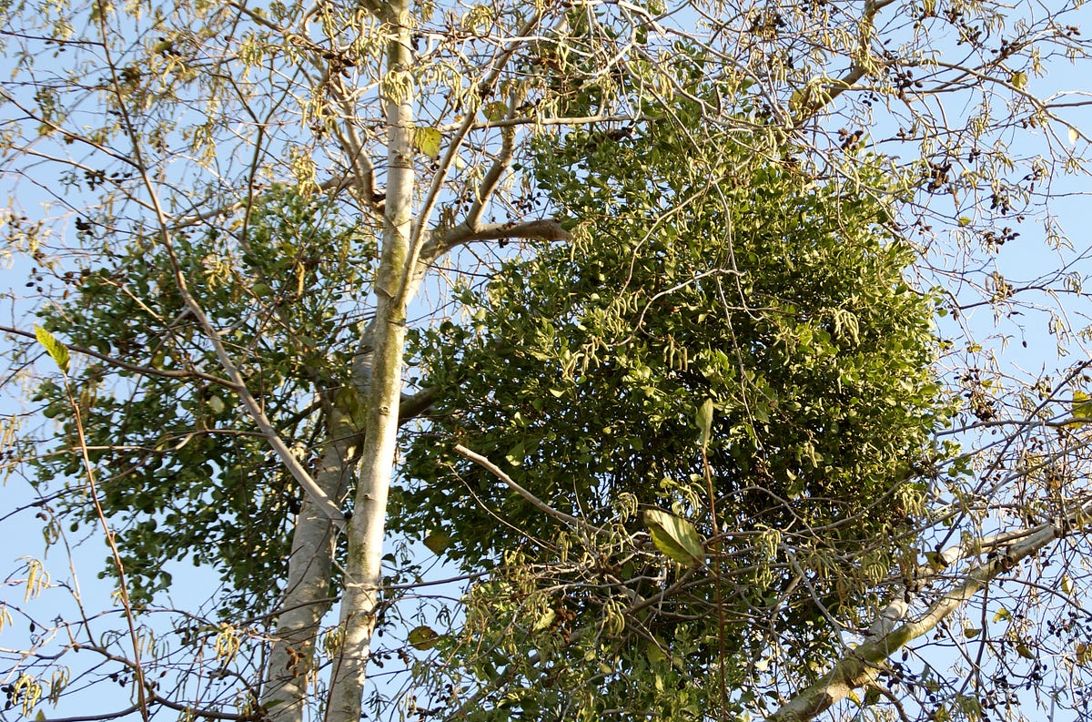 Mistletoes. A plant symbolic of Christmas | by Dr. Seema Patel (PhD ...