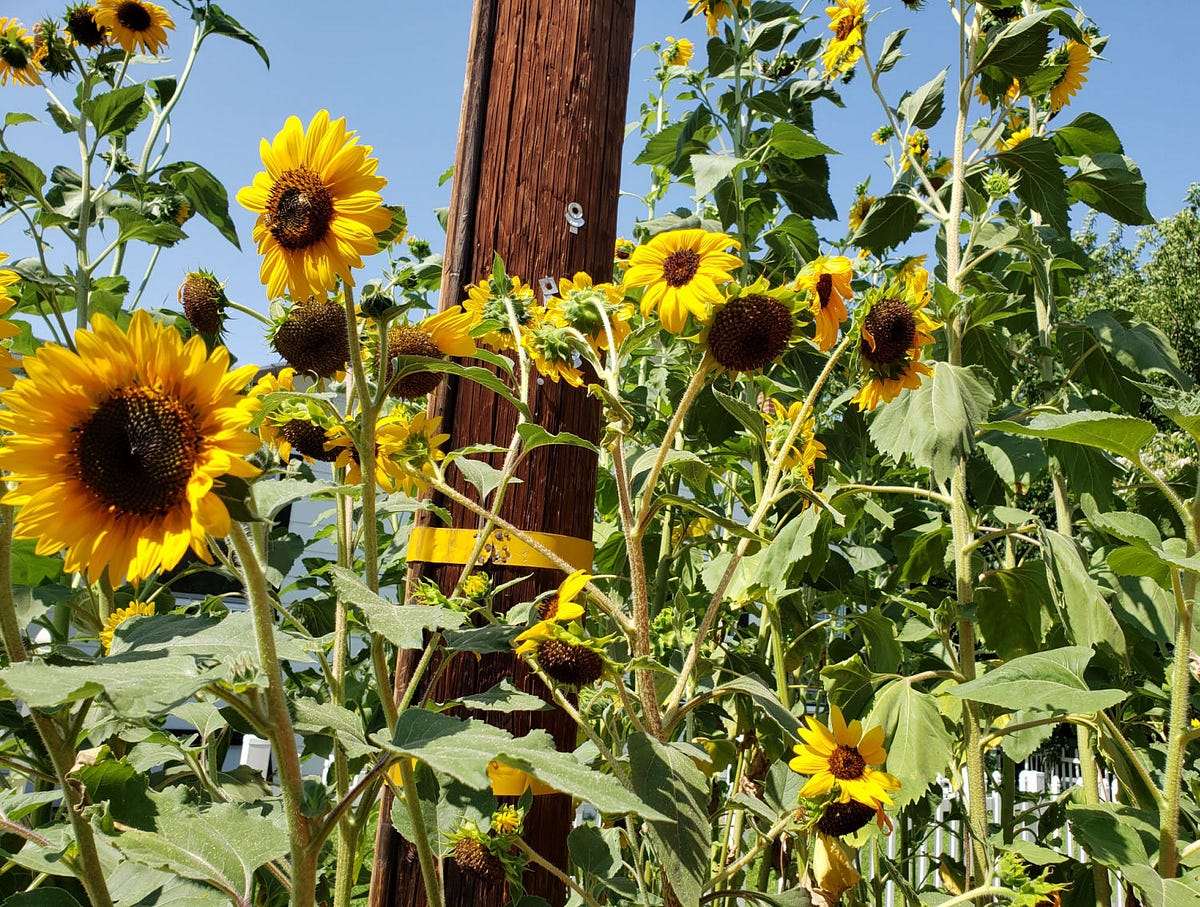 Who Planted This Awesome Sunflower Forest on a City Street Corner? | by ...