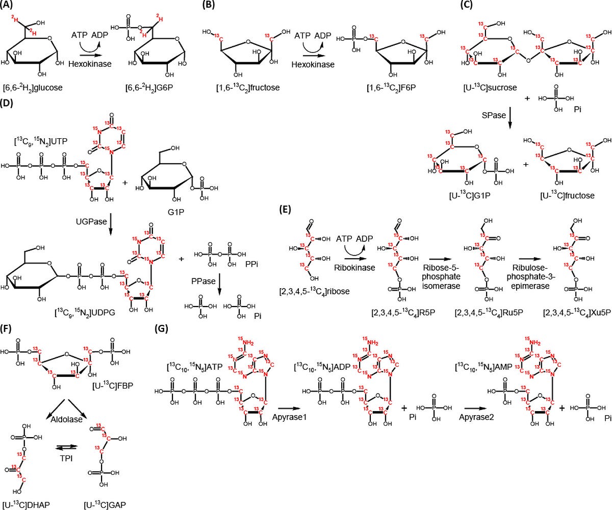 Isotope labelled compounds Russia - Simson Pharma - Medium