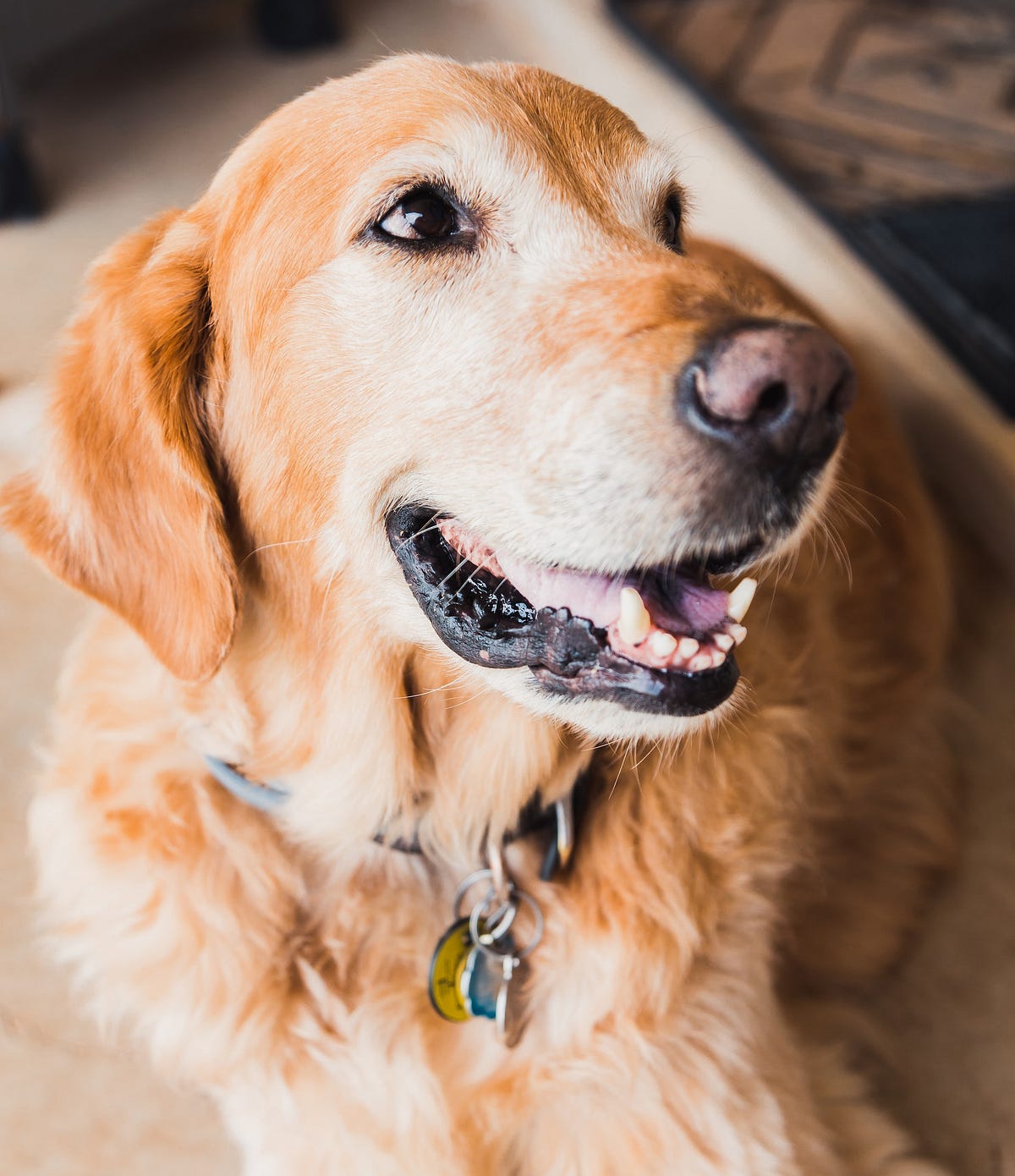 3 Life-Changing Lessons I Learned From Dogs (Apart from Loyalty) | by ...