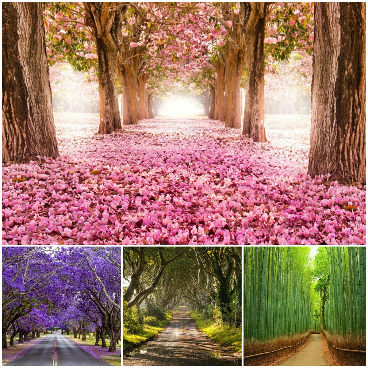 21 Startling Tree Tunnels You Must Walk Through | by Architectures ...
