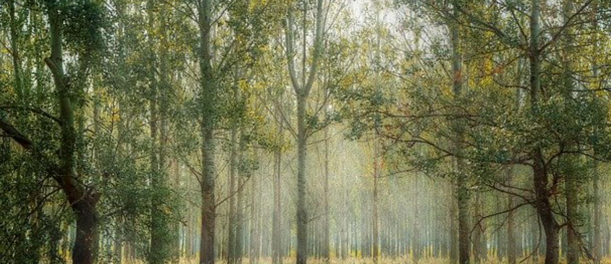 Unleashing the Power of Random Forest: An Ensemble Learning Marvel | by ...