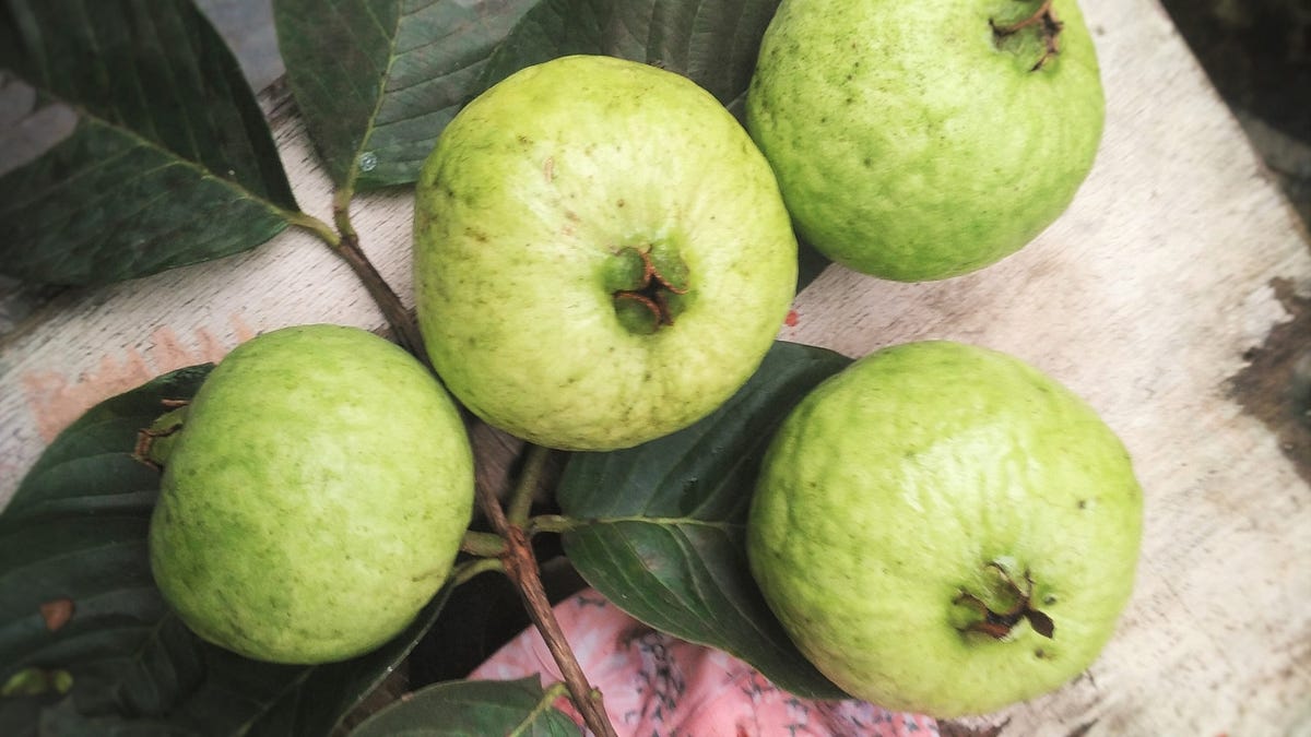 gambar jambu kristal. Jambu kristal adalah satu diantara… | by harga ...