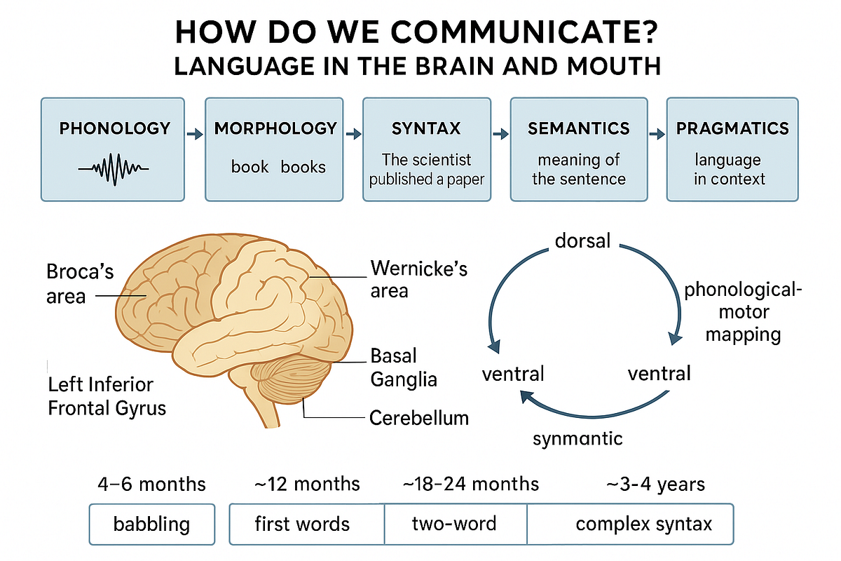 How Do We Communicate? Language in the Brain and Mouth | by Riaz ...