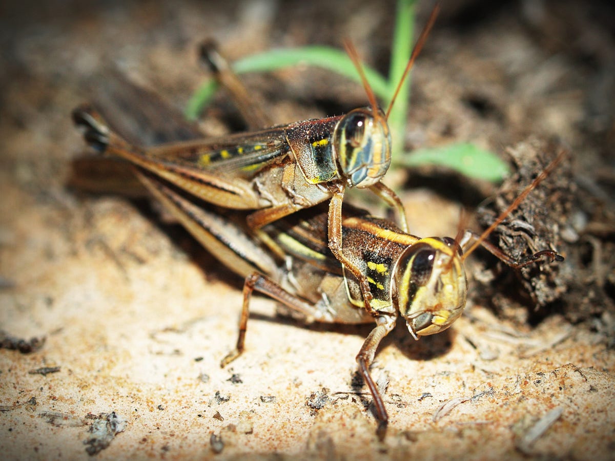 Every Man You’ve Ever Loved Reincarnated as a Bug in Your Living Room ...