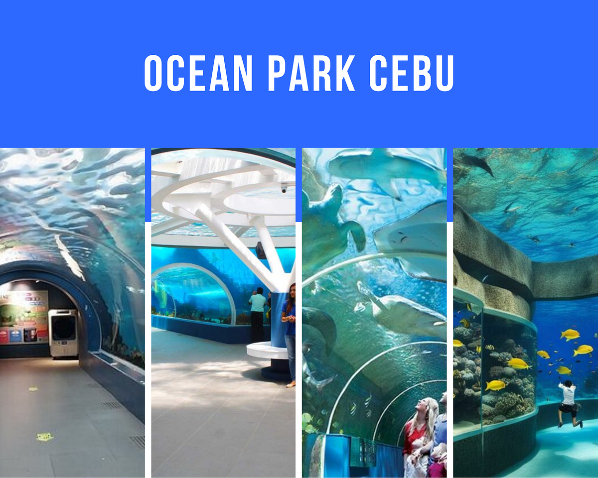 Planning Your Visit to Ocean Park Cebu: Insider’s Tips for an ...