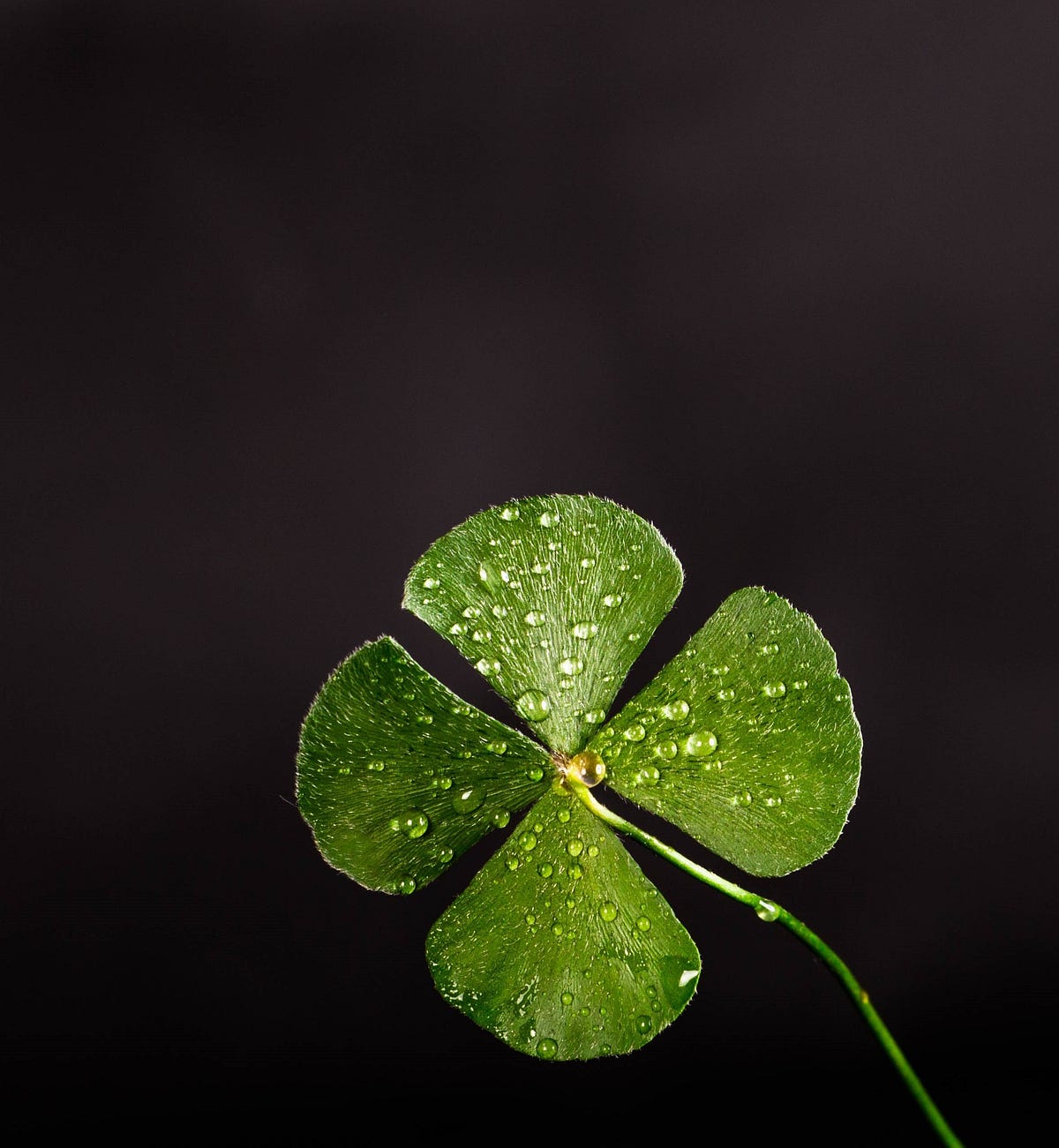 To my family on St. Patrick’s Day | by Conor Hepp | Medium