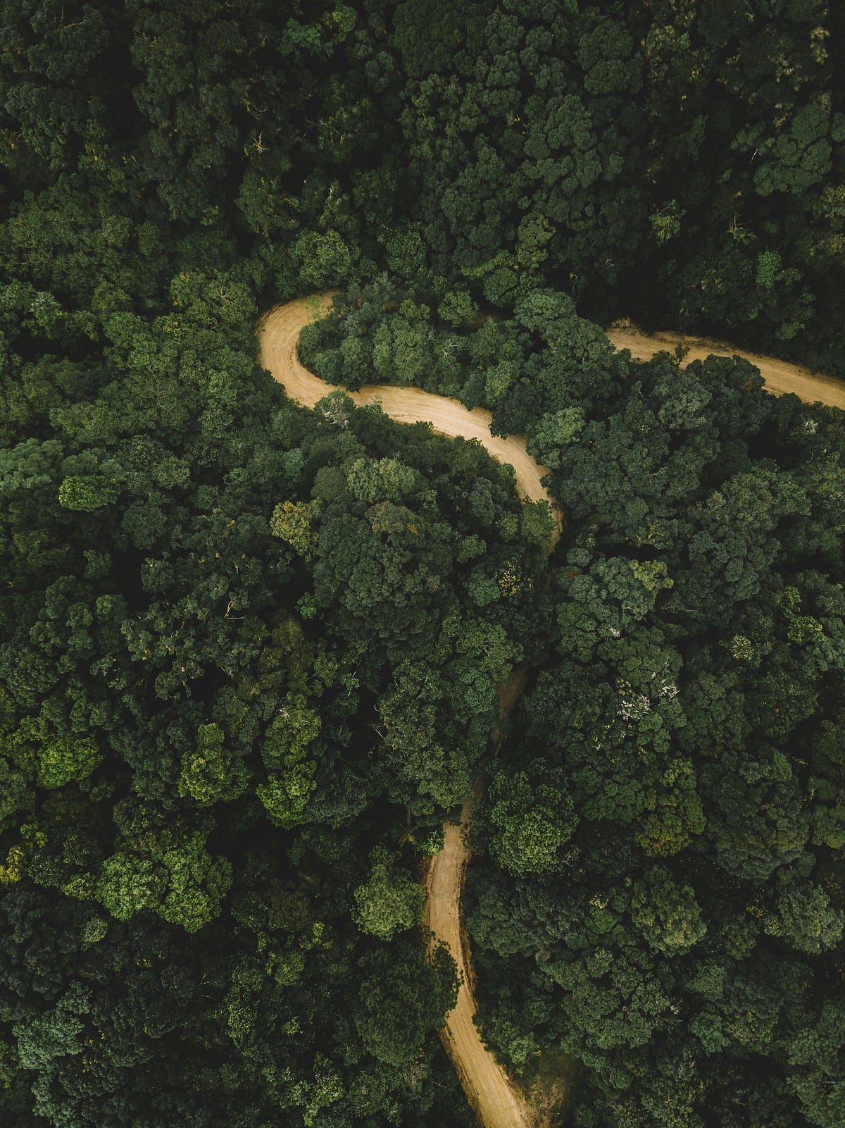 The Importance of Donating to Reforestation Organizations | by ...