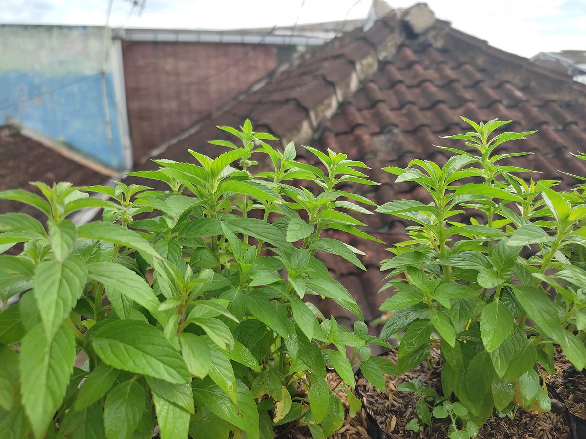 TERBAIK, WA 0813–5812–3335, Harga Tanaman Peppermint | by jual tanaman ...