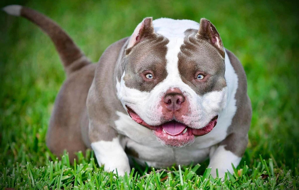 What Is Breed Type in the American Bully? Key Traits, Standards, and ... What Is Breed Type in the American Bully? Key Traits, Standards, and ...