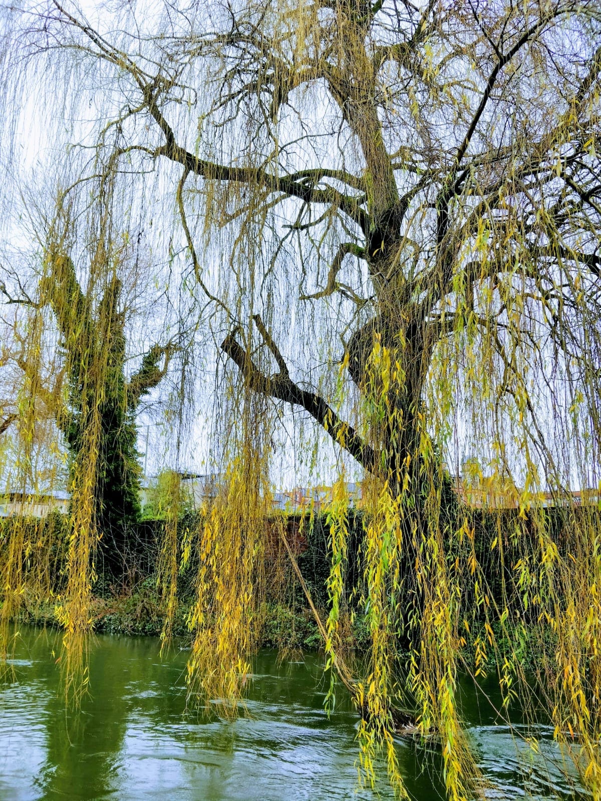 A Poem for Willow. My baby girl, gone so young A life that… | by ...