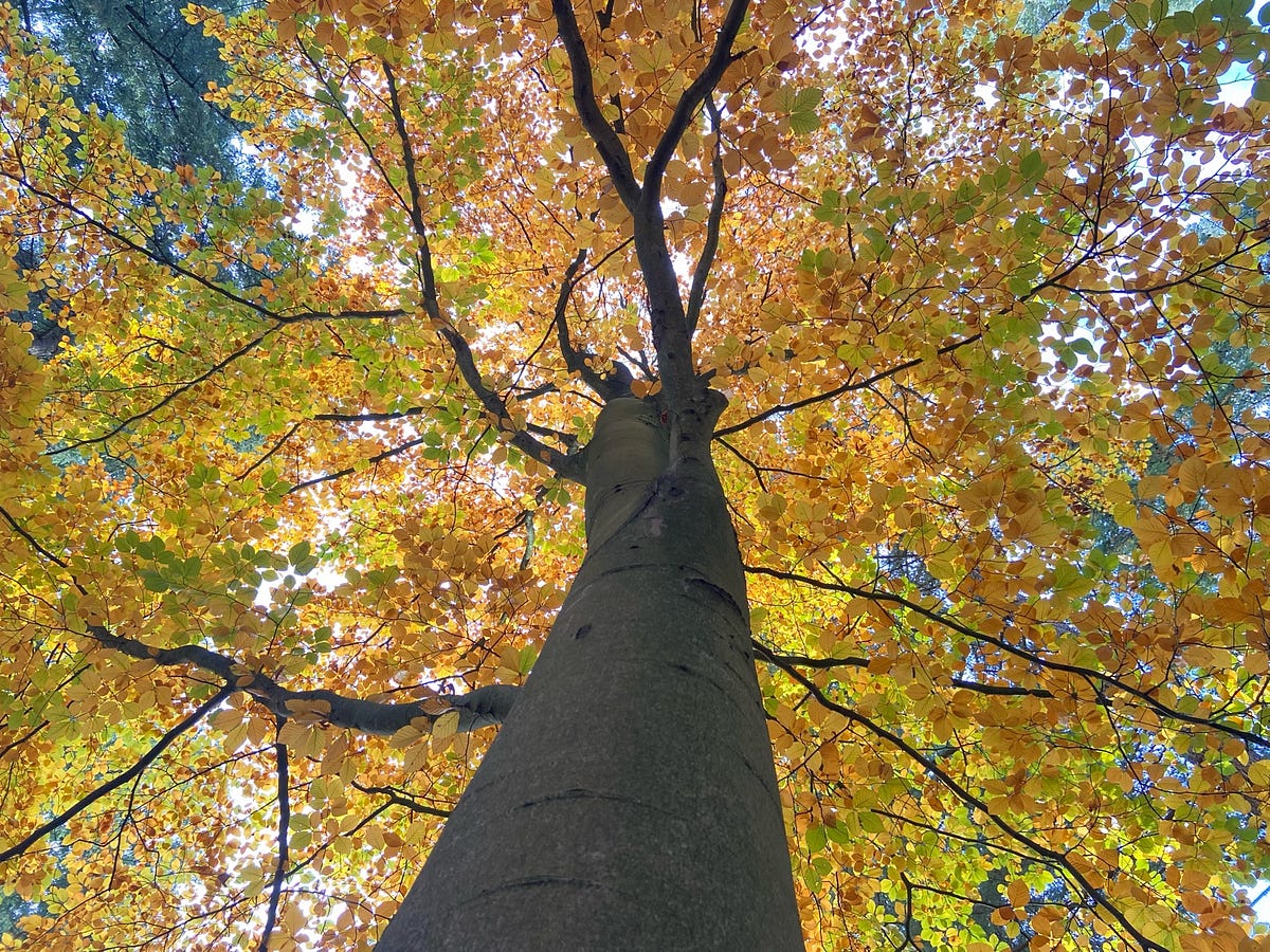On being human, to Mr. Tree. It’s cold outside and it reminds me… | by ...