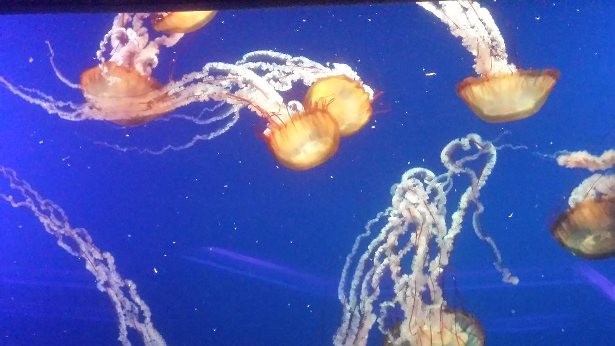 Jellyfish. Go with the flow wherever the current… | by LC Lynch | Know Thyself, Heal Thyself ...