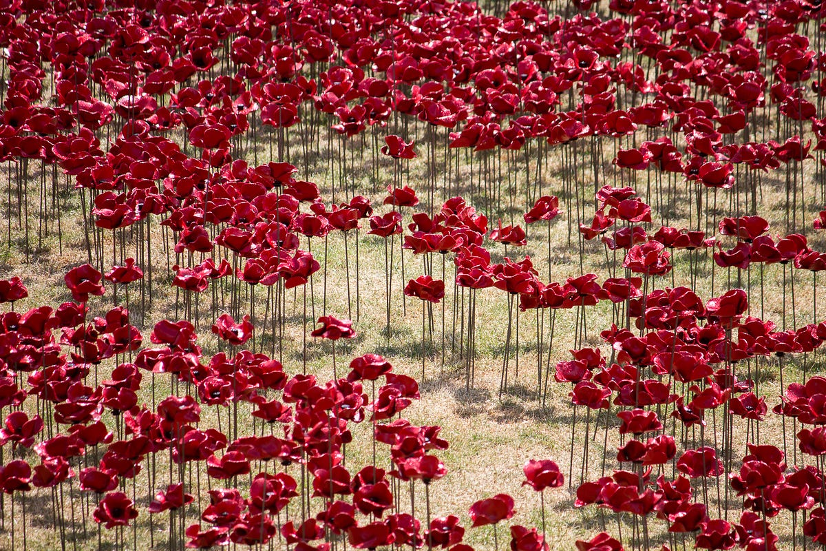 Pretty poppies made me angry. For all the right reasons | by Lou Davis ...