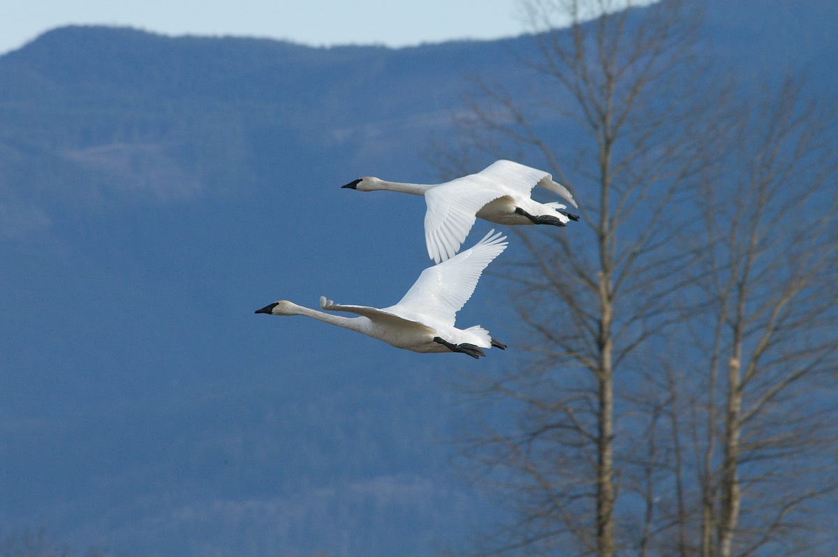 Swans return to Washington. Trumpeter and tundra swans have once… | by ...