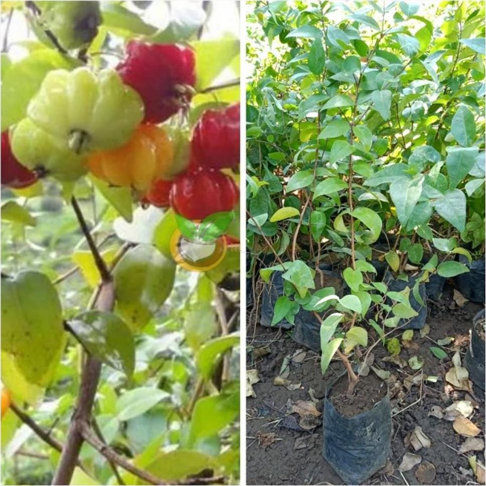 Bibit Buah Dewandaru — Cermai Belanda Super Kota Tegal | by ...