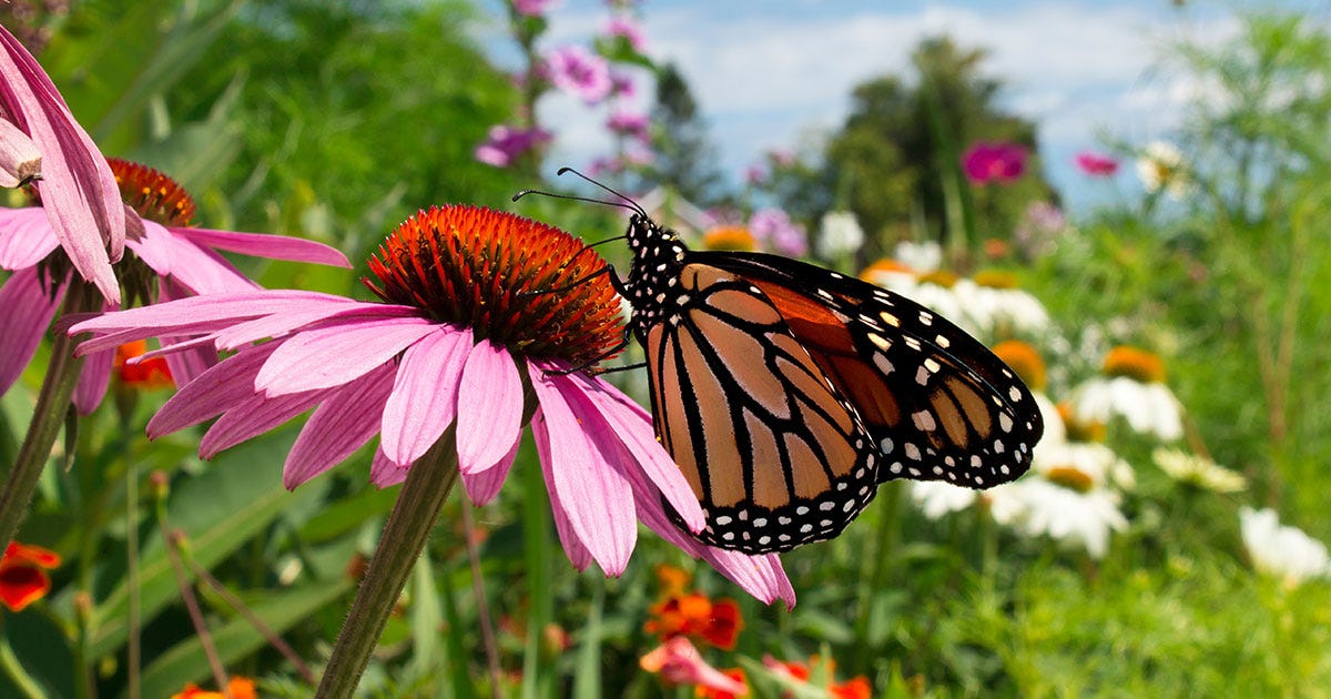 Importance Of Pollination And Pollinators