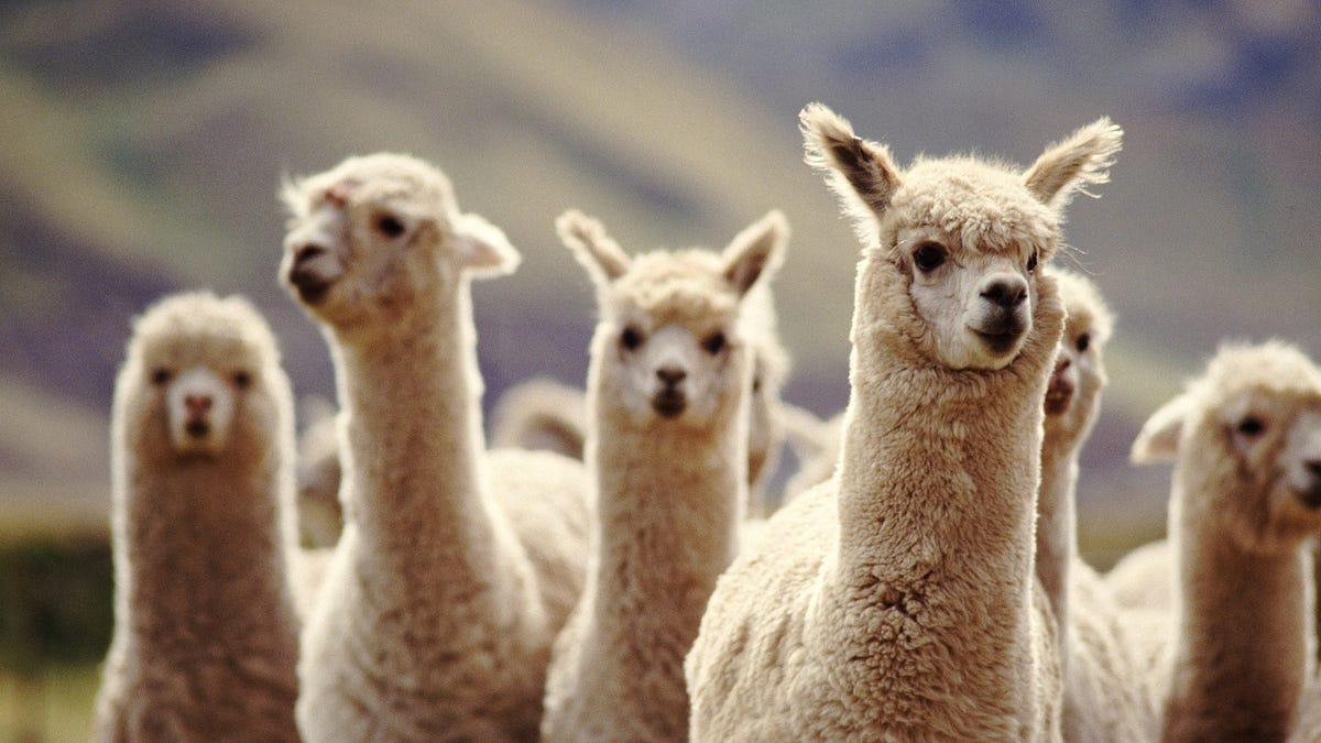 LLaMA, Vicuna, Alpaca — Your Personal ChatGPT? (pt 1/3) | by Lazy ...