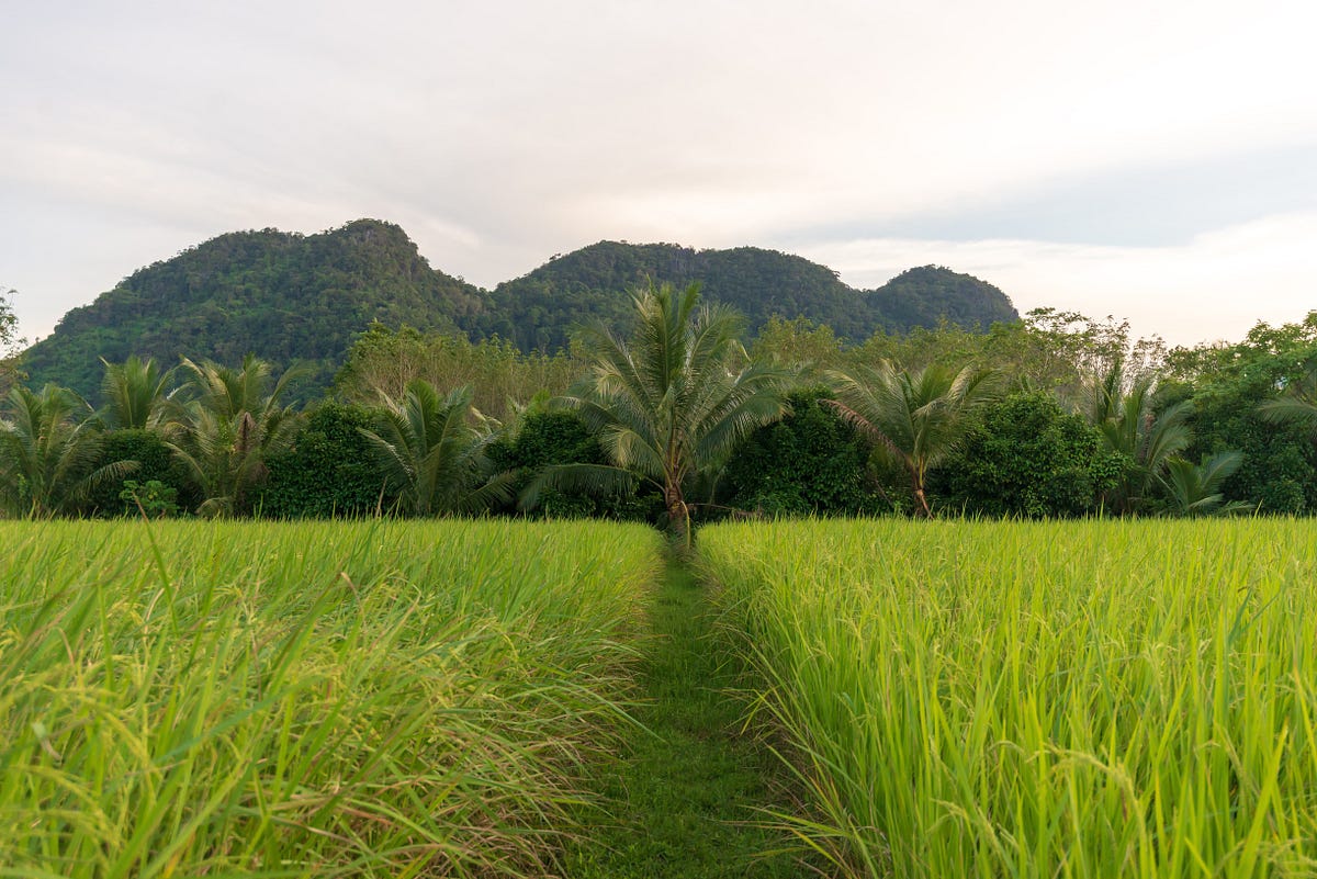 What role for subsidy repurposing in just rural transitions? | by ...