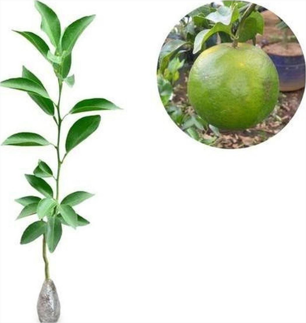 Bibit Jeruk Batu 55 Keprok Super Manis Tanaman Buah Siap Tanam Kota ...