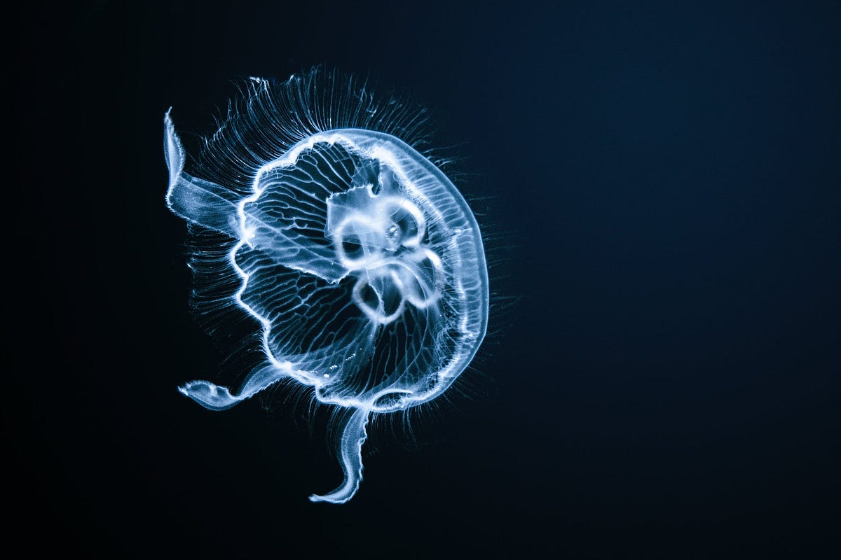 Android Studio Kotlin Live Templates | by Yanneck Reiß | Geek Culture ...