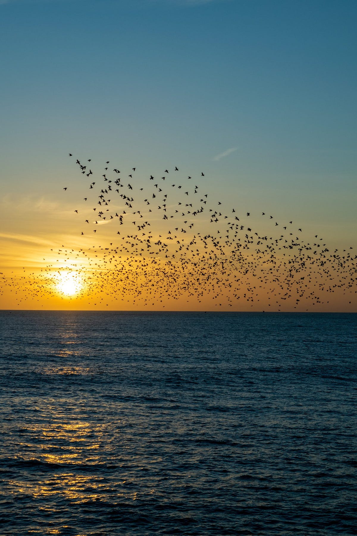 Murmuration - Jenny Brav - Medium
