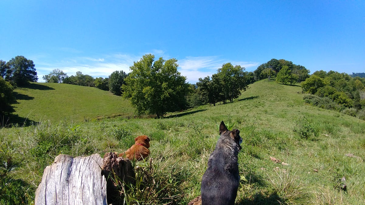More or Less How I Ended Up In A Cow Pasture in West Virginia. | by ...