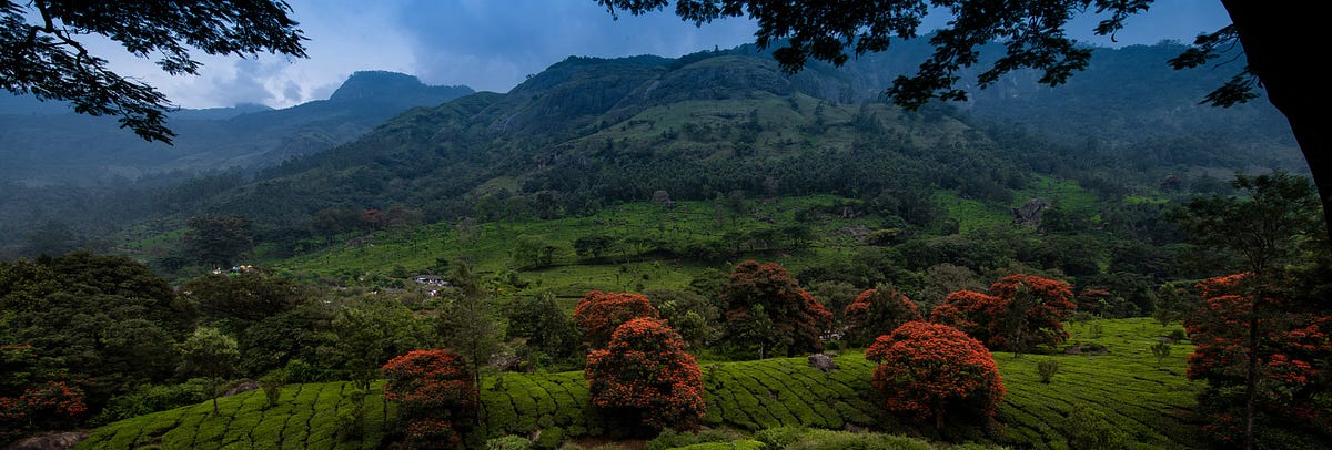 MUNNAR. Munnar, the famed hill station of south… | by Ajmalcp | Medium