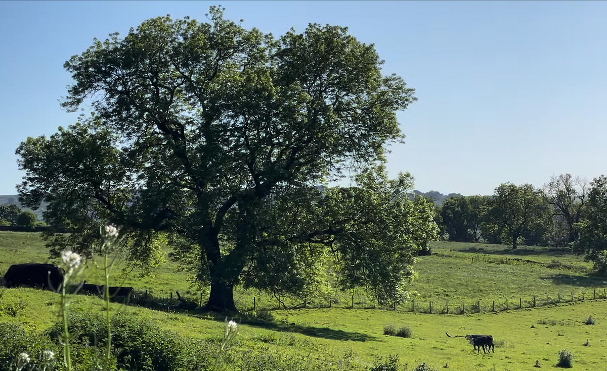 A Tree for Valentine’s Day. Why settle for a card? | by Chris Yanda ...