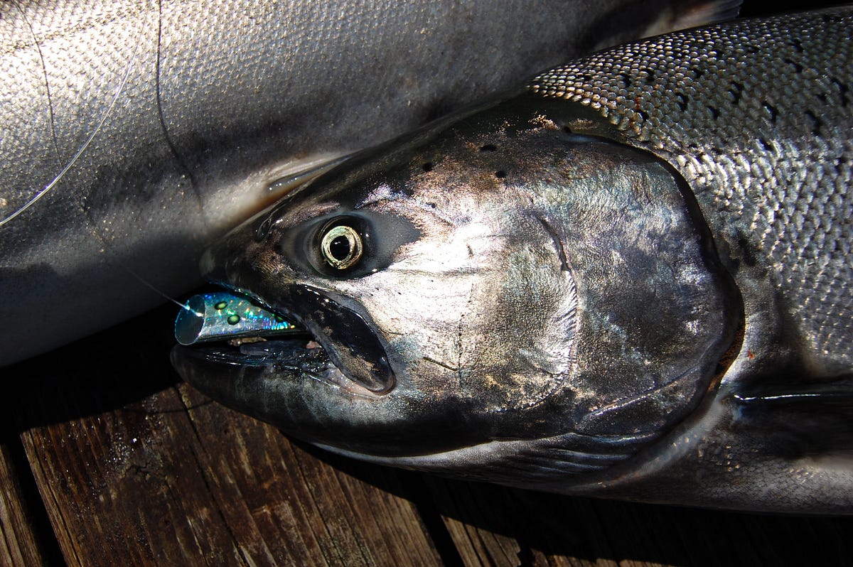 The Tug is the drug. Spring Chinook fishing on the Columbia… | by MJ ...