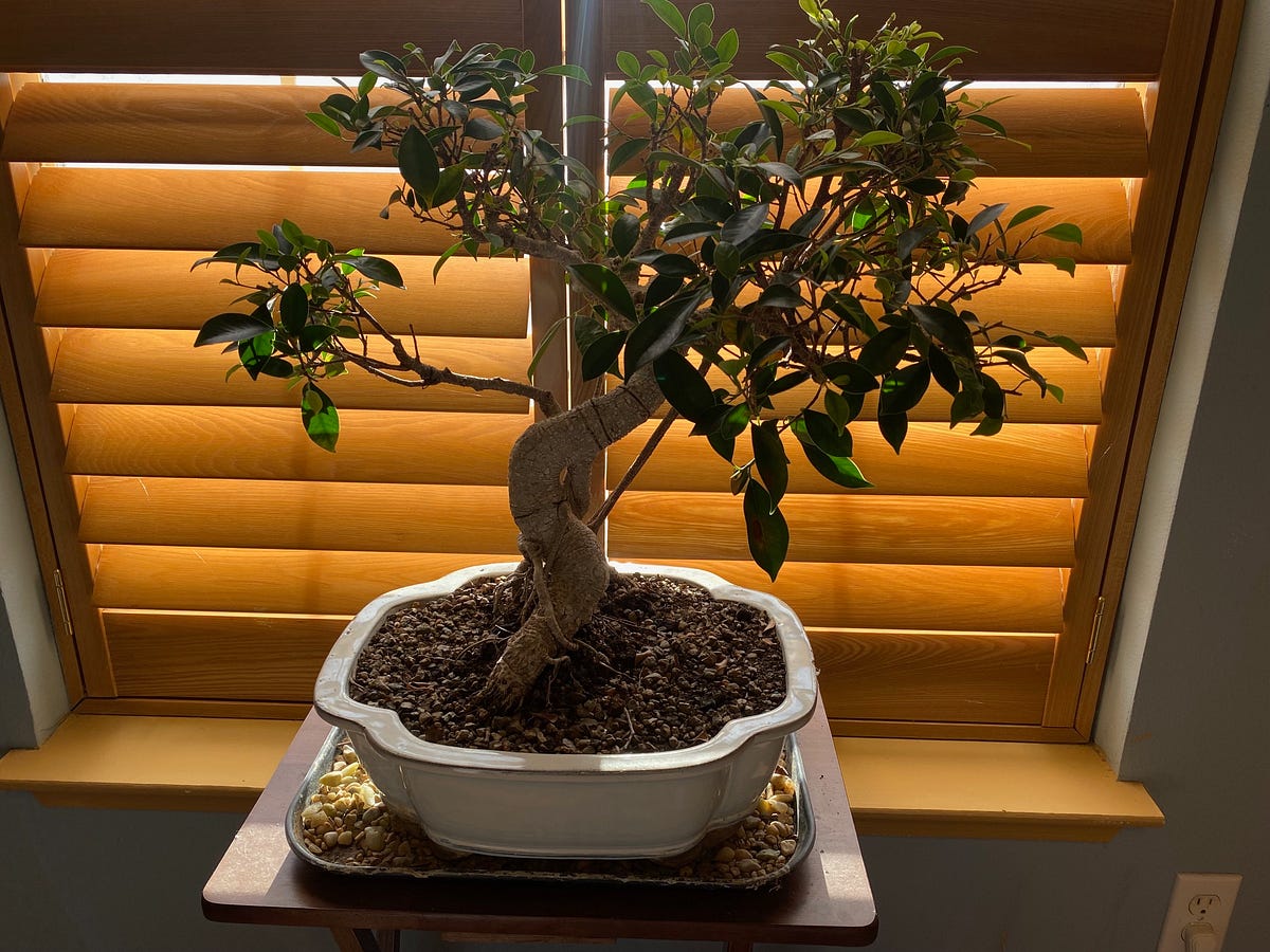 Bad Plant Parent - The Daily Cuppa - Medium
