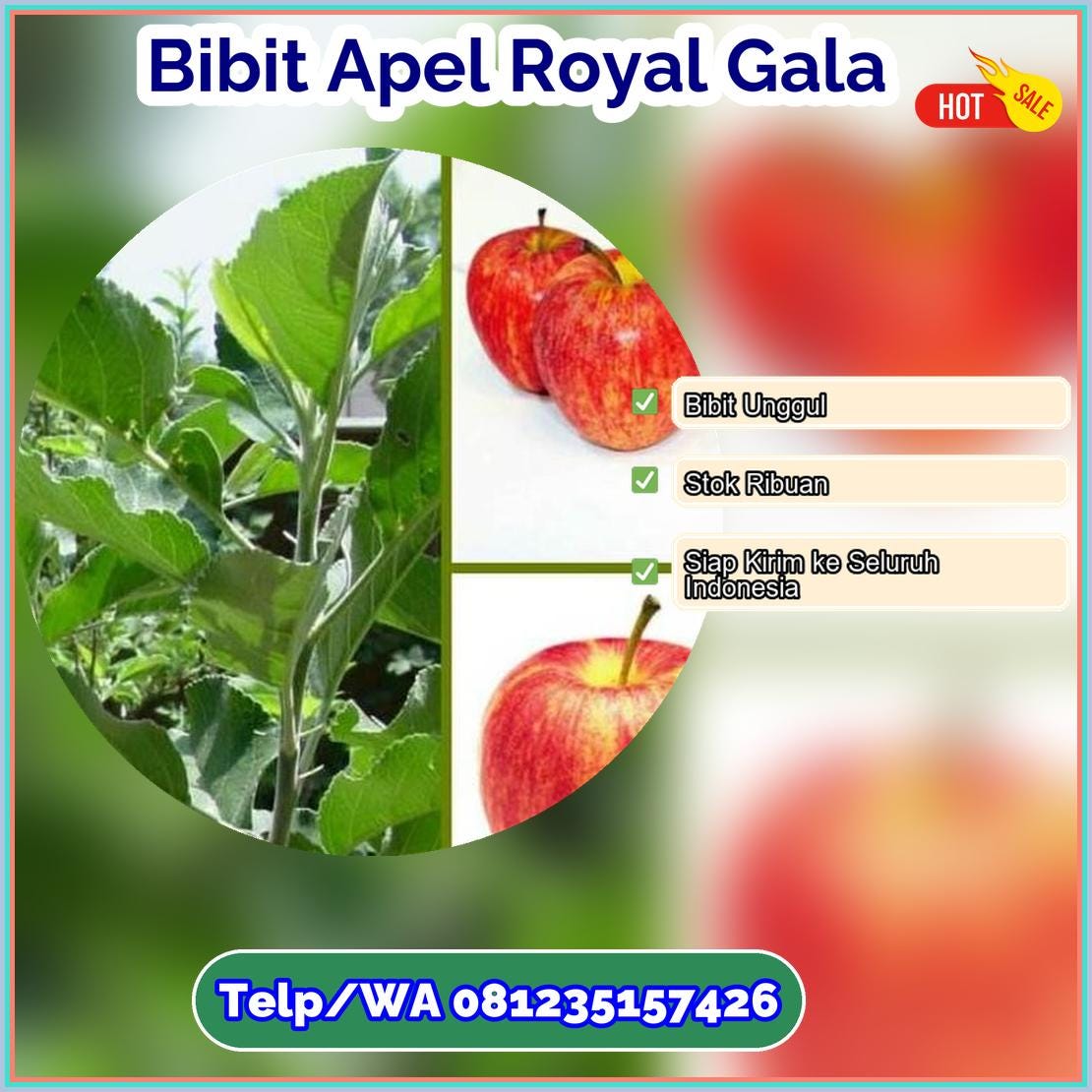 Pusat Pembibitan Bibit Apel Royal Gala Mahakam Ulu | by mirza bibit ...