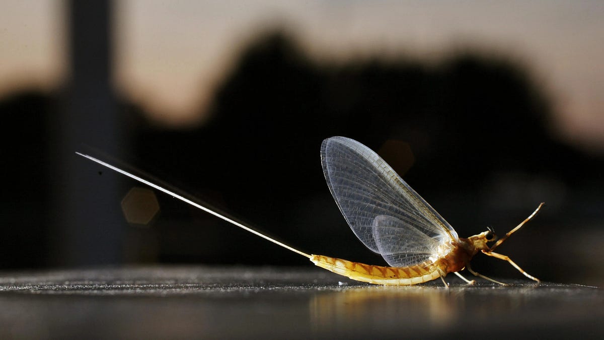 Амьд байх хором бүртээ… Алган дээр минь Mayfly ирээд суучихав. Энэ шавж ...