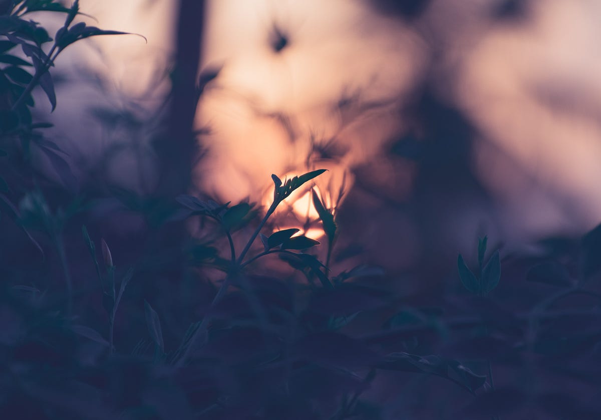 23 — Elemental. Emergence poems #3 | by Steve Thorp | COVIDpoetics | Medium