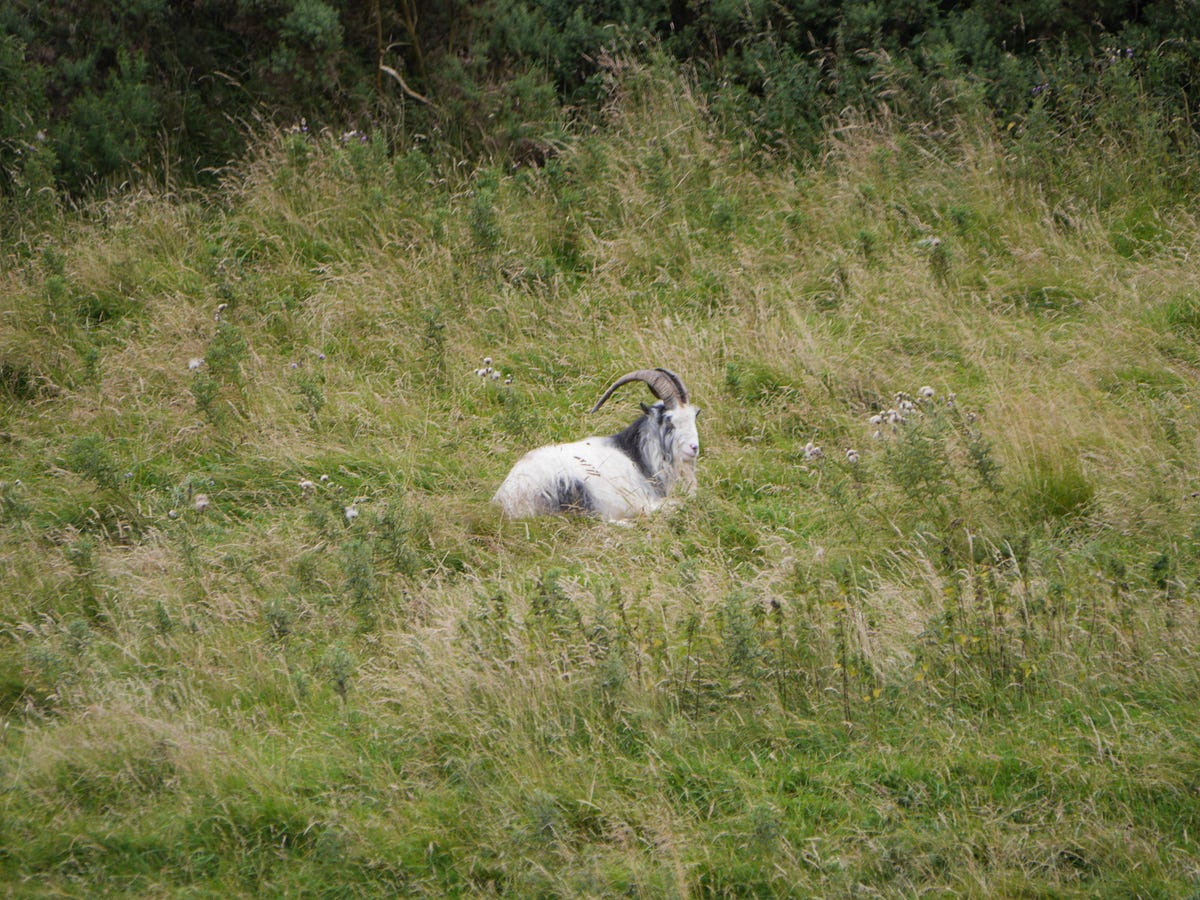 UK — Wild Goat Walk, Northumberland National Park, Northumberland | by ...