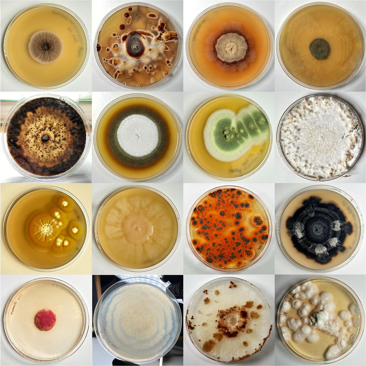 Bioprospecting for Magic Molecular Machines in our Mold Soup of a World ...