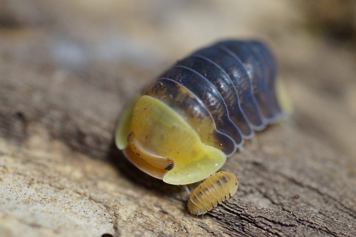 The Strange but Fascinating World of Rubber Ducky Isopods | by This ...